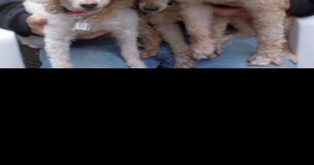 Wanted: Help for abused poodles | Local News | thesunchronicle.com
