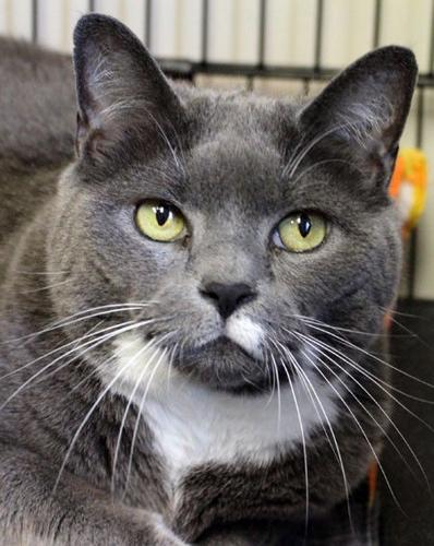 Pet of the week: Booper | Pet Day | thesunchronicle.com