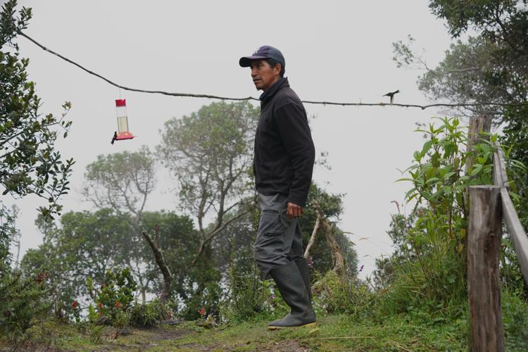 An ancient forest in Ecuador is the last stand for a tiny hummingbird ...