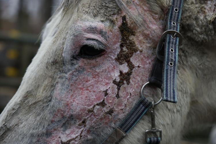 After deadly horse barn fire in Attleboro, signs of healing | Local ...