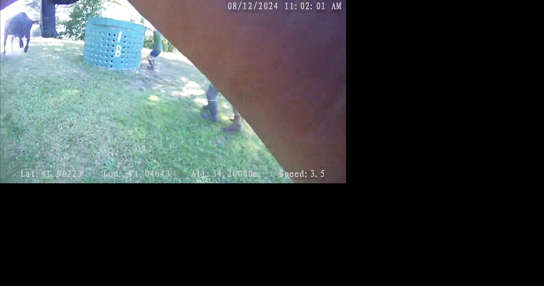 1,300-pound escaped bull euthanized in Raynham after charging at police ...
