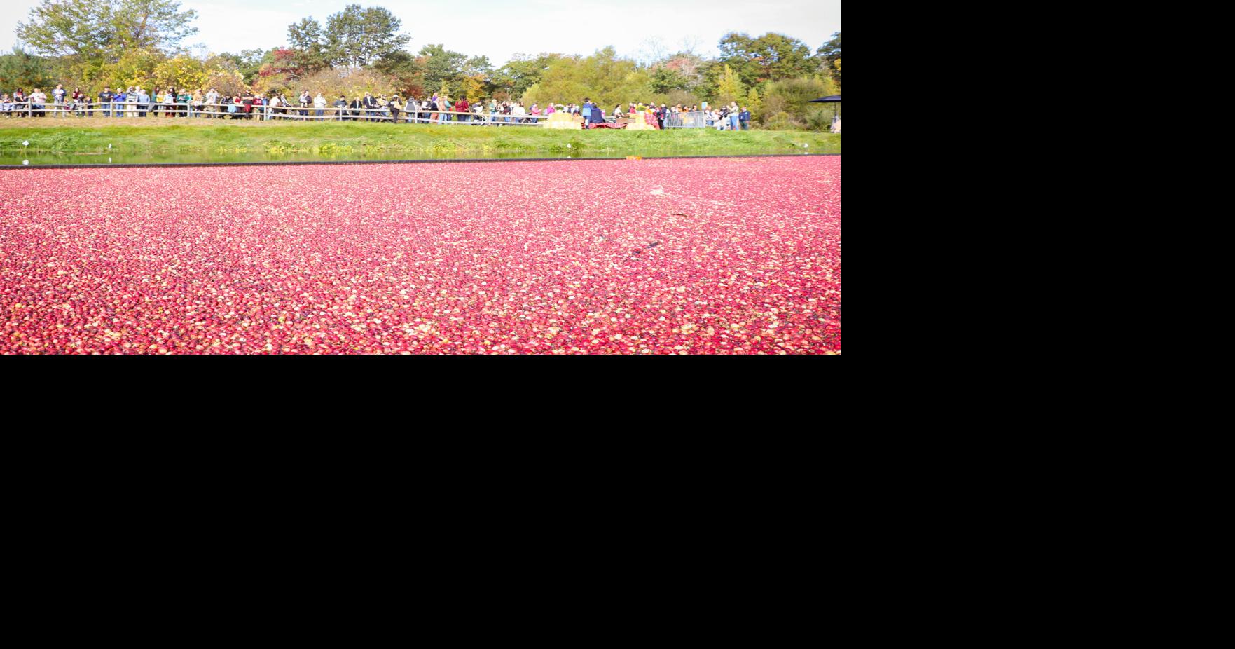 Of note: Patriot Place to host Fall Harvest Celebration | Around Town ...