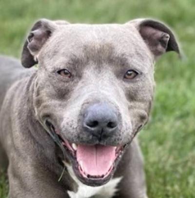 GRAYSON | Pet Day | thesunchronicle.com