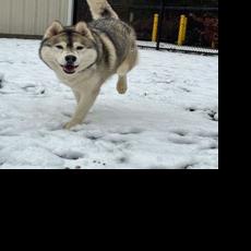 TOBY | Pet Day | thesunchronicle.com