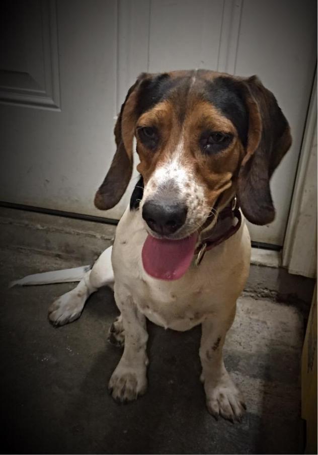 Pets of the Week: Target | Pet Day | thesunchronicle.com