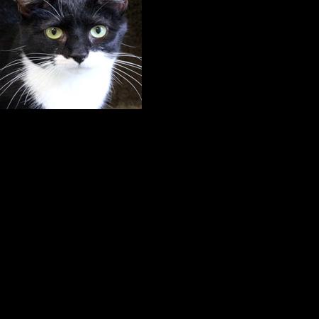 Pets of the Week: Louie | Pet Day | thesunchronicle.com