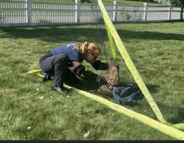 Hungry hawk freed after getting tangled up in Norfolk soccer net ...