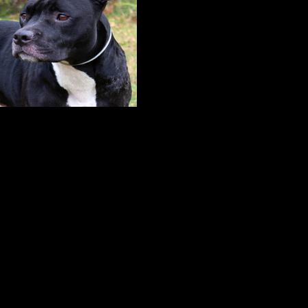 Pets of the Week: Ruckus | Pet Day | thesunchronicle.com