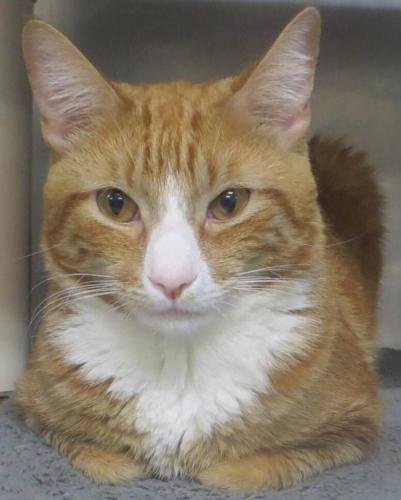 TOBY TYLER | Pet Day | thesunchronicle.com