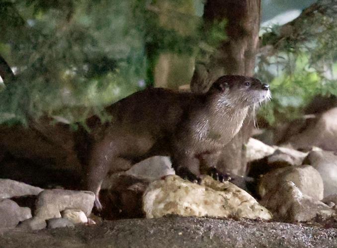 Night at the Capron Park Zoo in Attleboro | Gallery | thesunchronicle.com