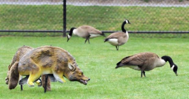 Anti-goose lights a failure, Attleboro officials say | Local News ...
