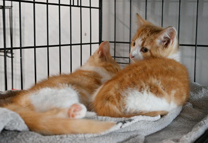 North Attleboro Animal Shelter