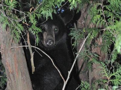 Wayward bear captured on Cape Cod | Local News | thesunchronicle.com