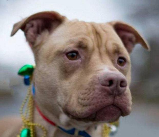 Pet of the week: Tanner | Pet Day | thesunchronicle.com