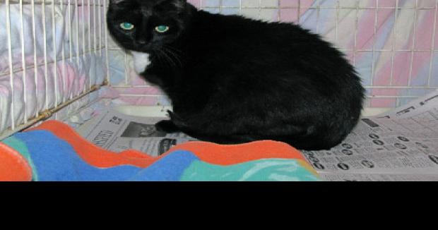 Pet of the Week: Sammy | Pet Day | thesunchronicle.com