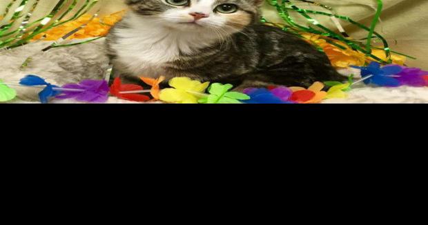 Pet of the week: April | Pet Day | thesunchronicle.com