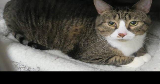 Pet of the week: Moses | Pet Day | thesunchronicle.com