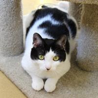 FULLAH | Pet Day | thesunchronicle.com