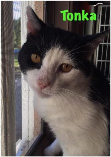 Pet of the week: Tonka | Pet Day | thesunchronicle.com