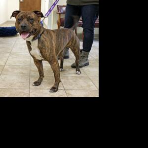 TY | Pet Day | thesunchronicle.com