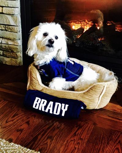 The Brady bunch is ruff and ready | Pet Day | thesunchronicle.com