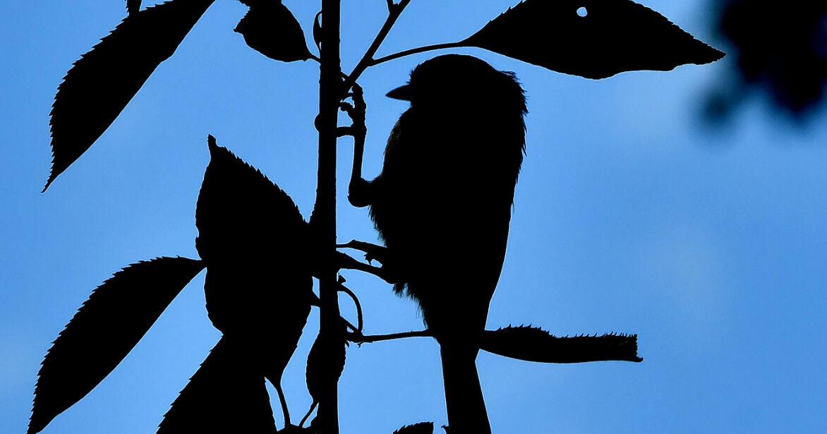 Bye, bye birds? Local Audubon societies, bird watchers report fewer ...