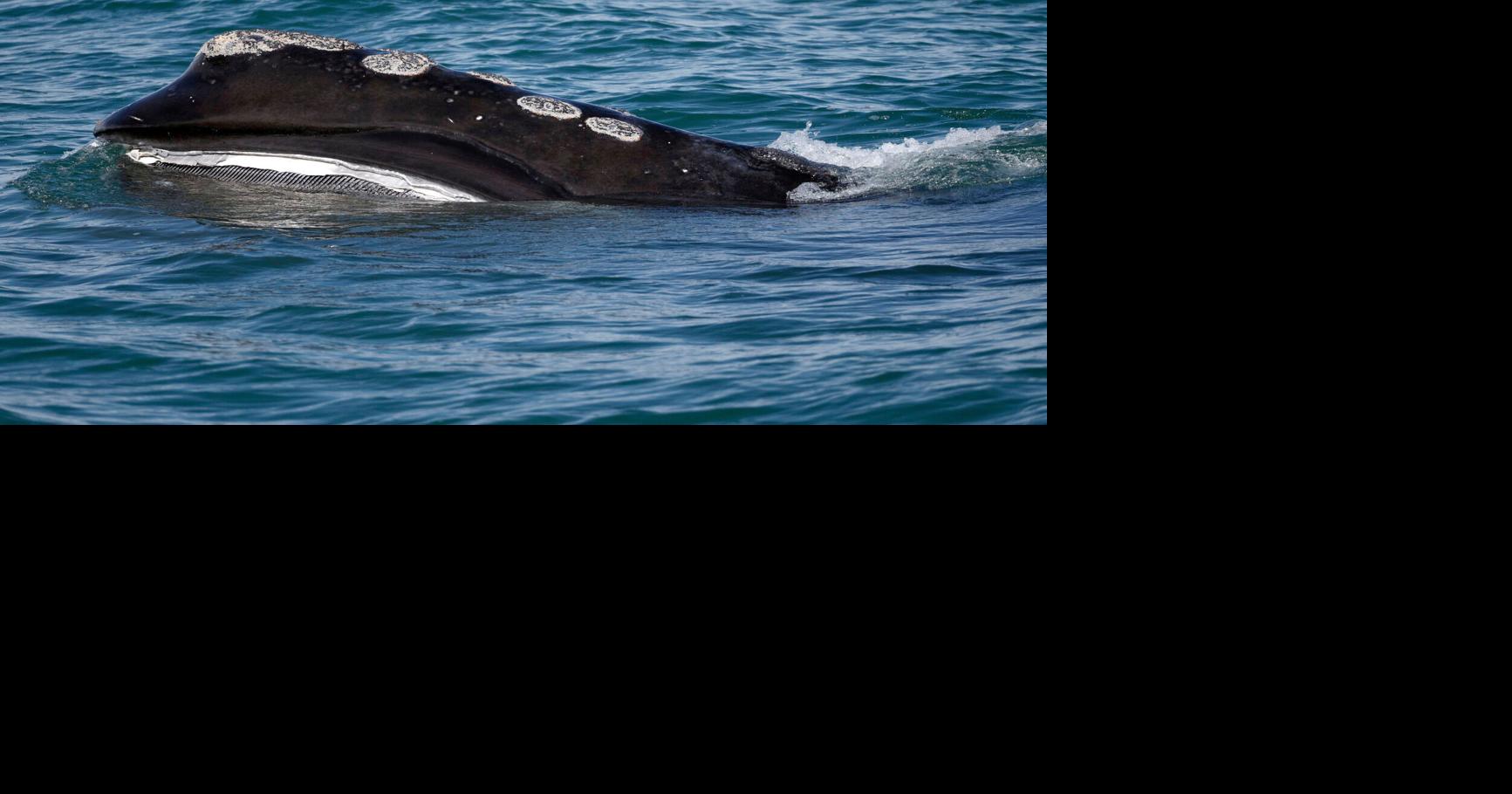 A rare whale is having an encouraging season for births. Scientists ...