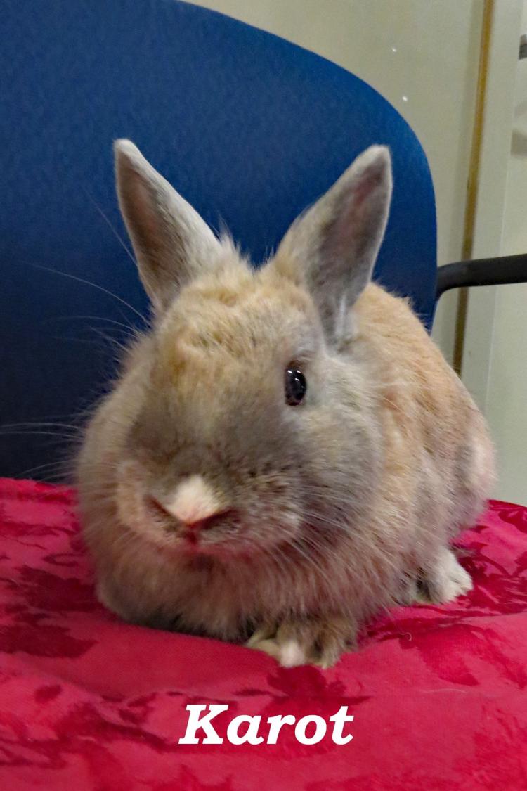 Pet of the week: Karot | Pet Day | thesunchronicle.com