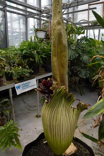Corpse flower in bloom at Wheaton College in Norton | Local News ...