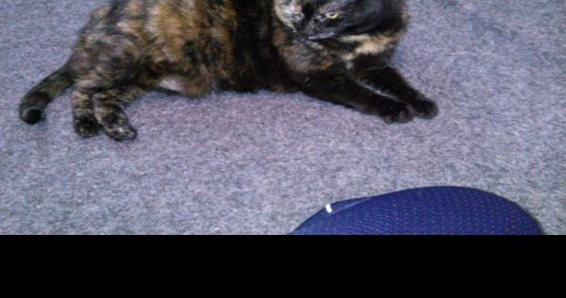 Pet of the Week: Cinamon | Pet Day | thesunchronicle.com