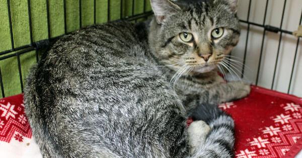 MINI BOB | Pet Day | thesunchronicle.com