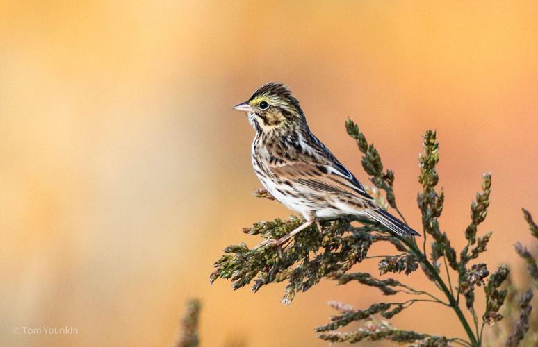 Things to do in the Foxboro area and beyond | Around Town ...