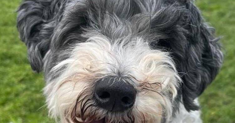 CHIP | Pet Day | thesunchronicle.com