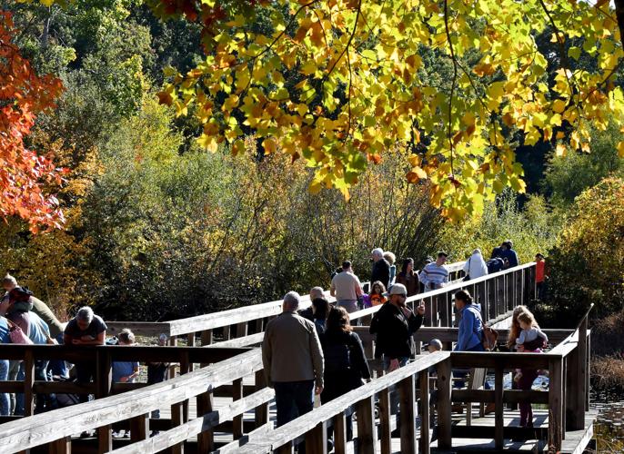 Fall Harvest Celebration at Patriot Place in Foxboro | Gallery ...