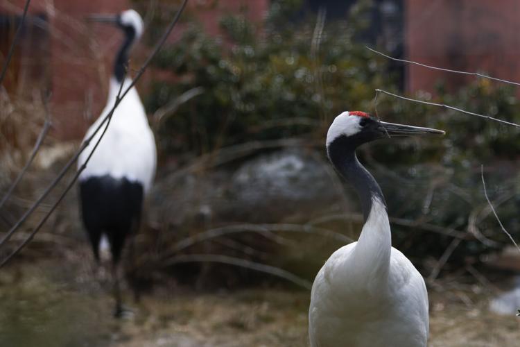 Attleboro's Capron Park Zoo sees a surge of visitors | Newsletters ...