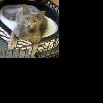 WINDY | Pet Day | thesunchronicle.com