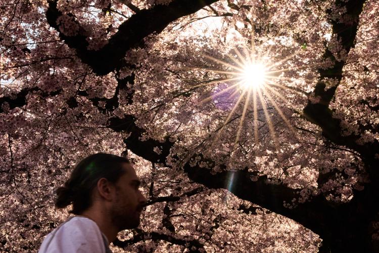 In Attleboro, trees take root as study points to urban heat inequality ...