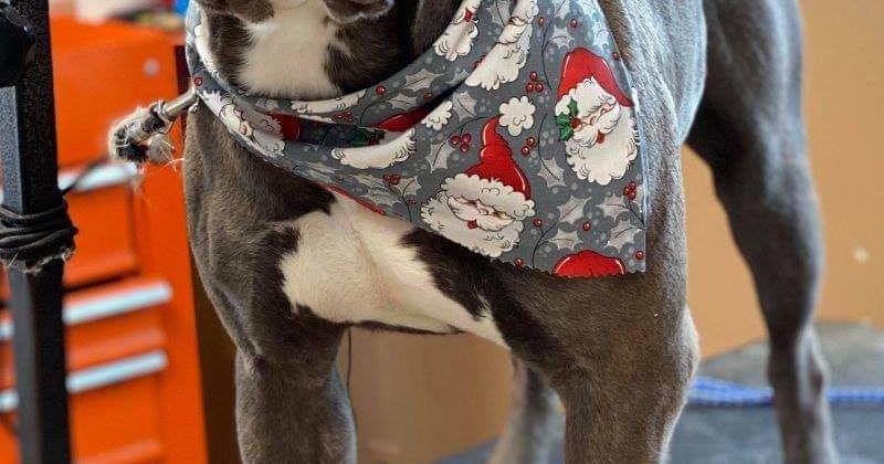 GRAYSON | Pet Day | thesunchronicle.com