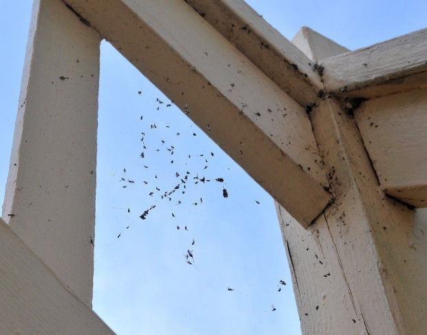 Flying ants create horror show in Attleboro | Local News ...
