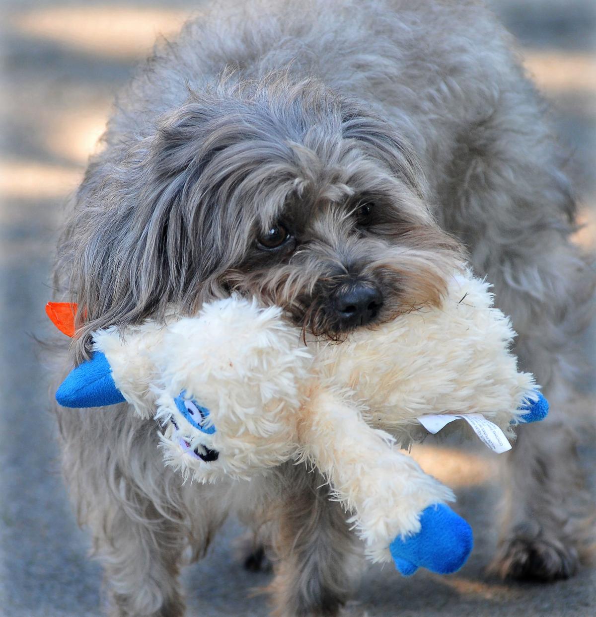Animals celebrated in Mansfield | Local News | thesunchronicle.com