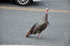 Town's terrifying turkeys gain fame | Local News | thesunchronicle.com