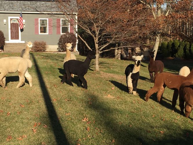Attleboro police officers play cowboy for the day, help round up ...