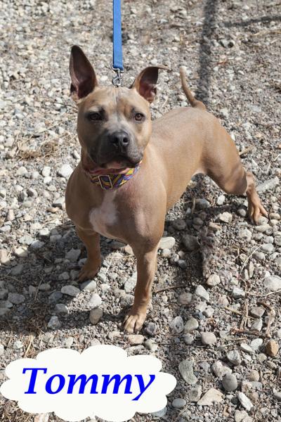 TOMMY | Pet Day | thesunchronicle.com