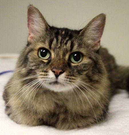 Pets of the Week: Noodle | Pet Day | thesunchronicle.com