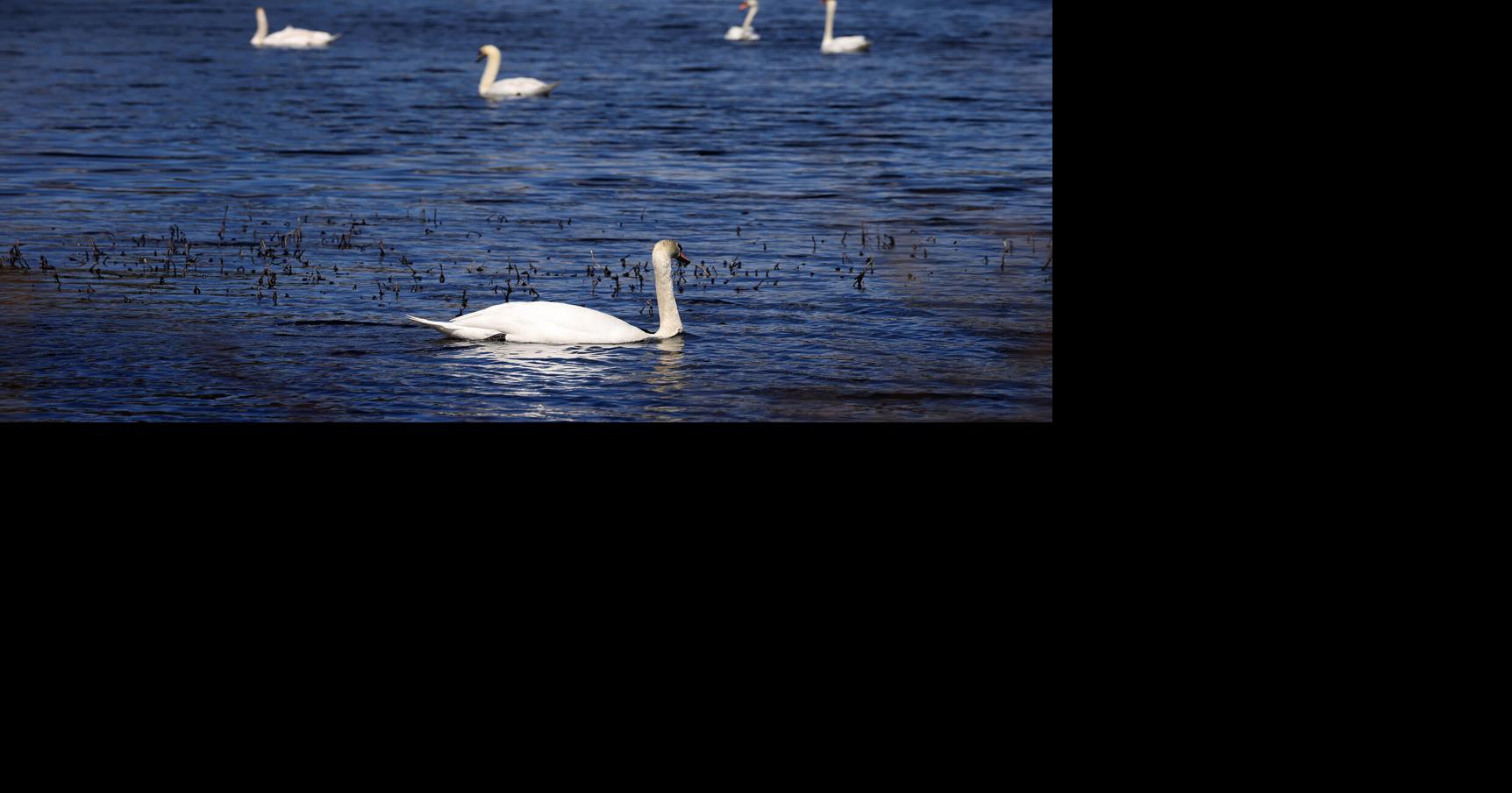 Norfolk animal control officer reminds people who fish that lines ...