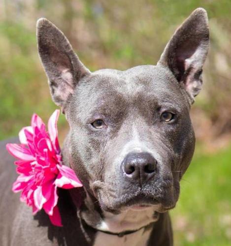 ATHENA | Pet Day | thesunchronicle.com