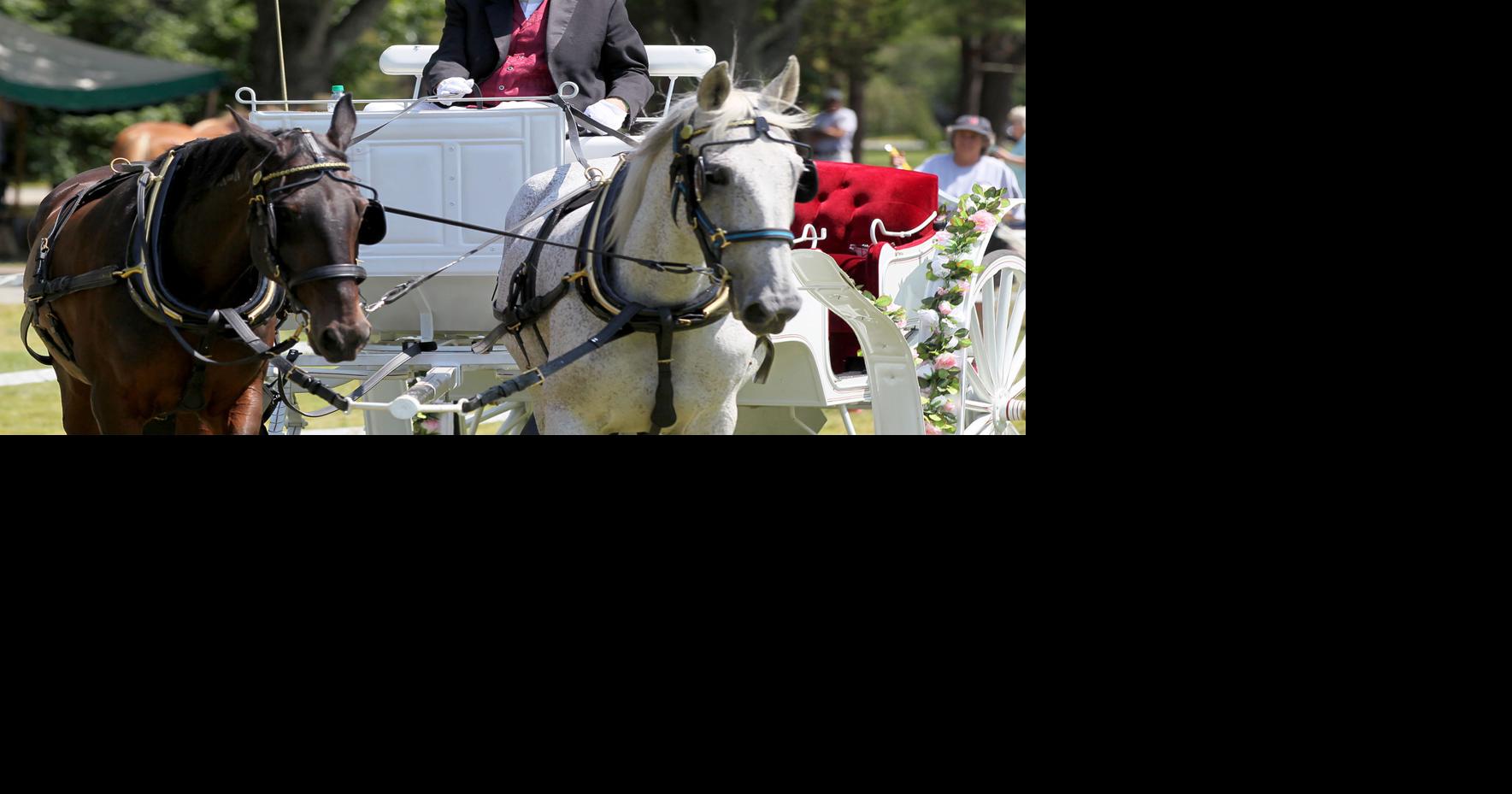 Horse rented from Rehoboth business dies after slip at funeral in ...