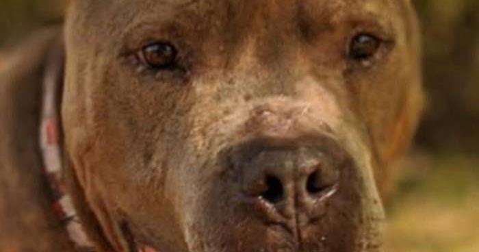 BODIE | Pet Day | thesunchronicle.com