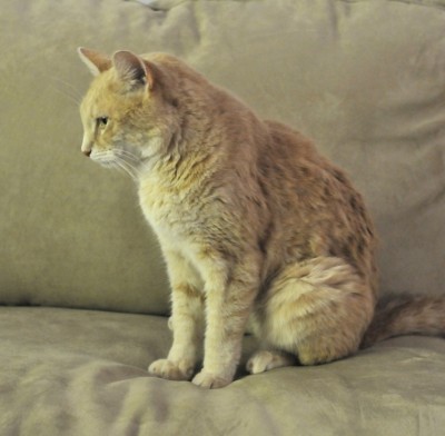 Cat-astrophe averted | Local News | thesunchronicle.com