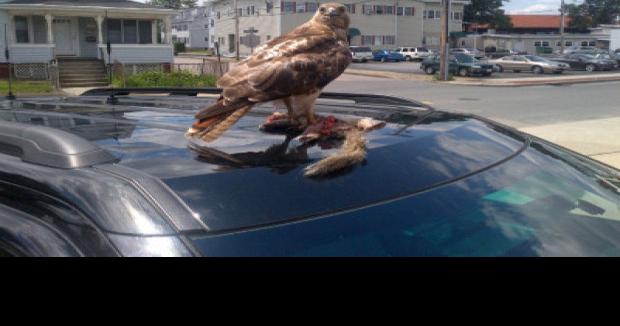 Hawks that kill | Local News | thesunchronicle.com